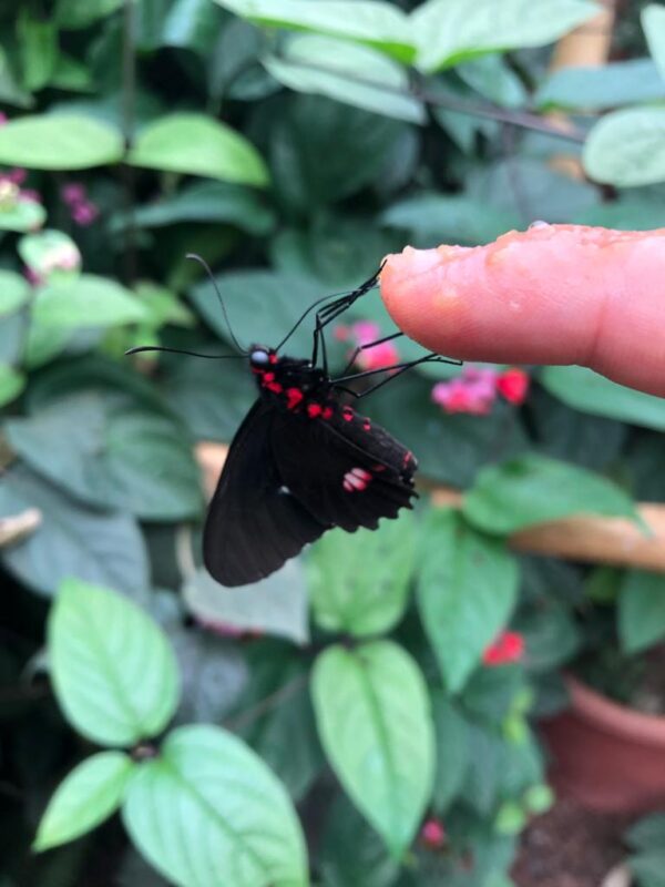 Rainforest Pacoche Tour - Manta, Ecuador1
